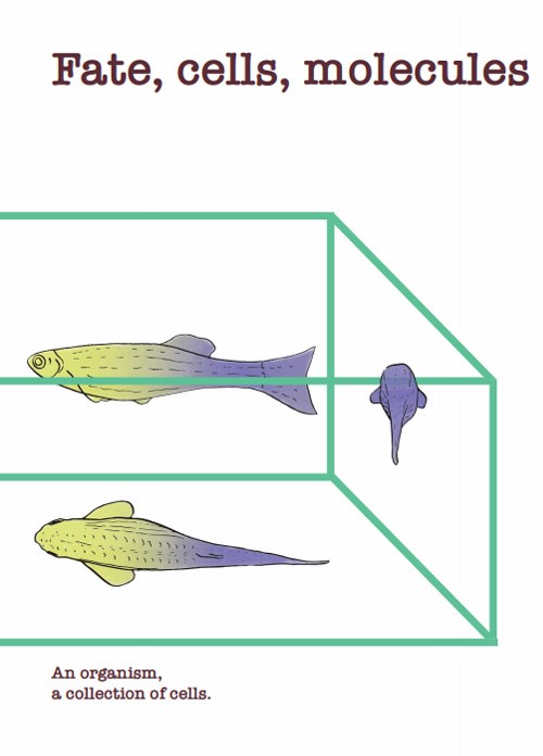 Fate, cells, molecules - SciTales