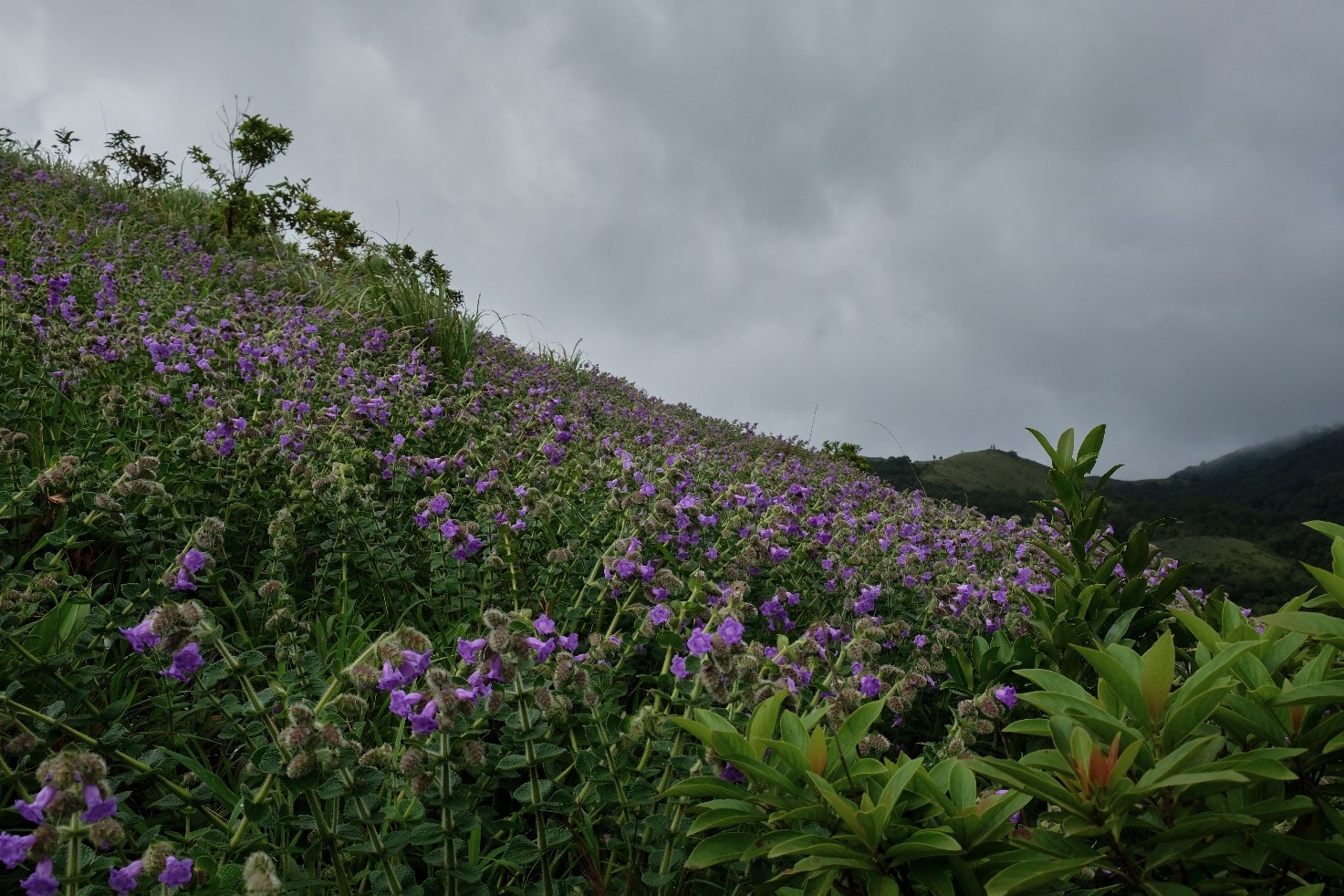 The hidden life of a tropical forest - SciTales