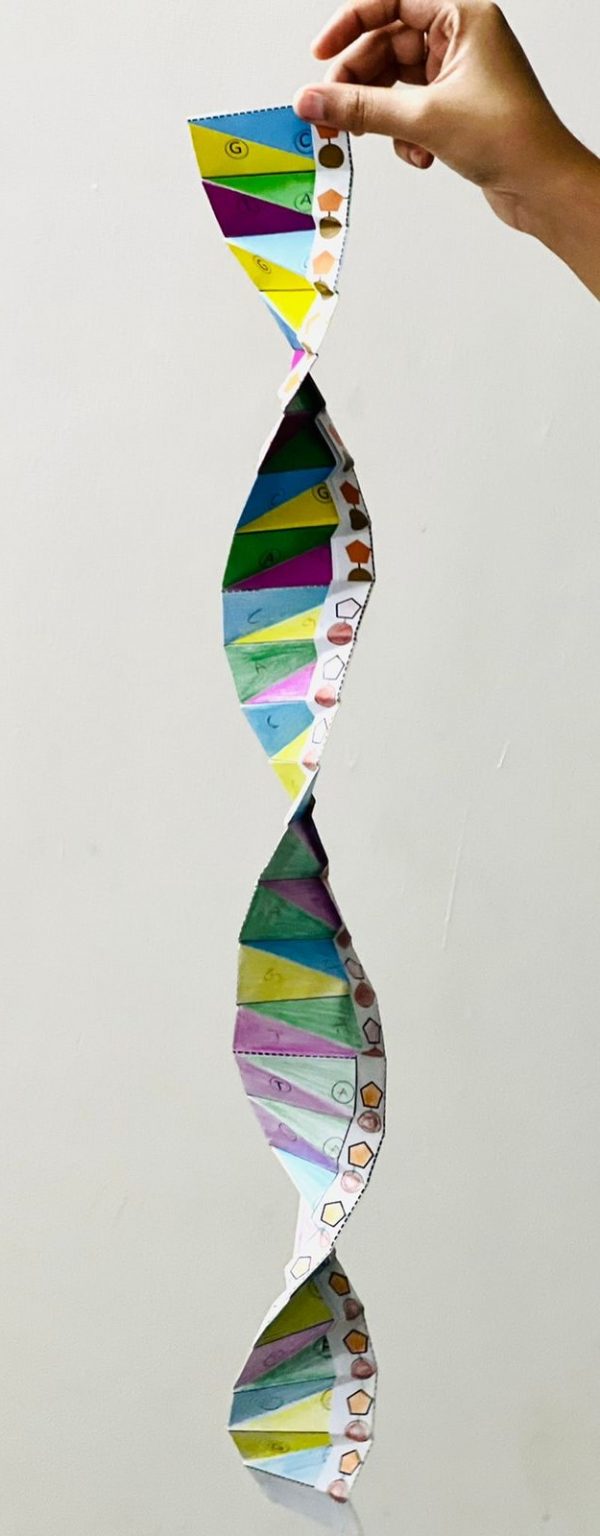 How To Build A Paper Dna Model Scitales