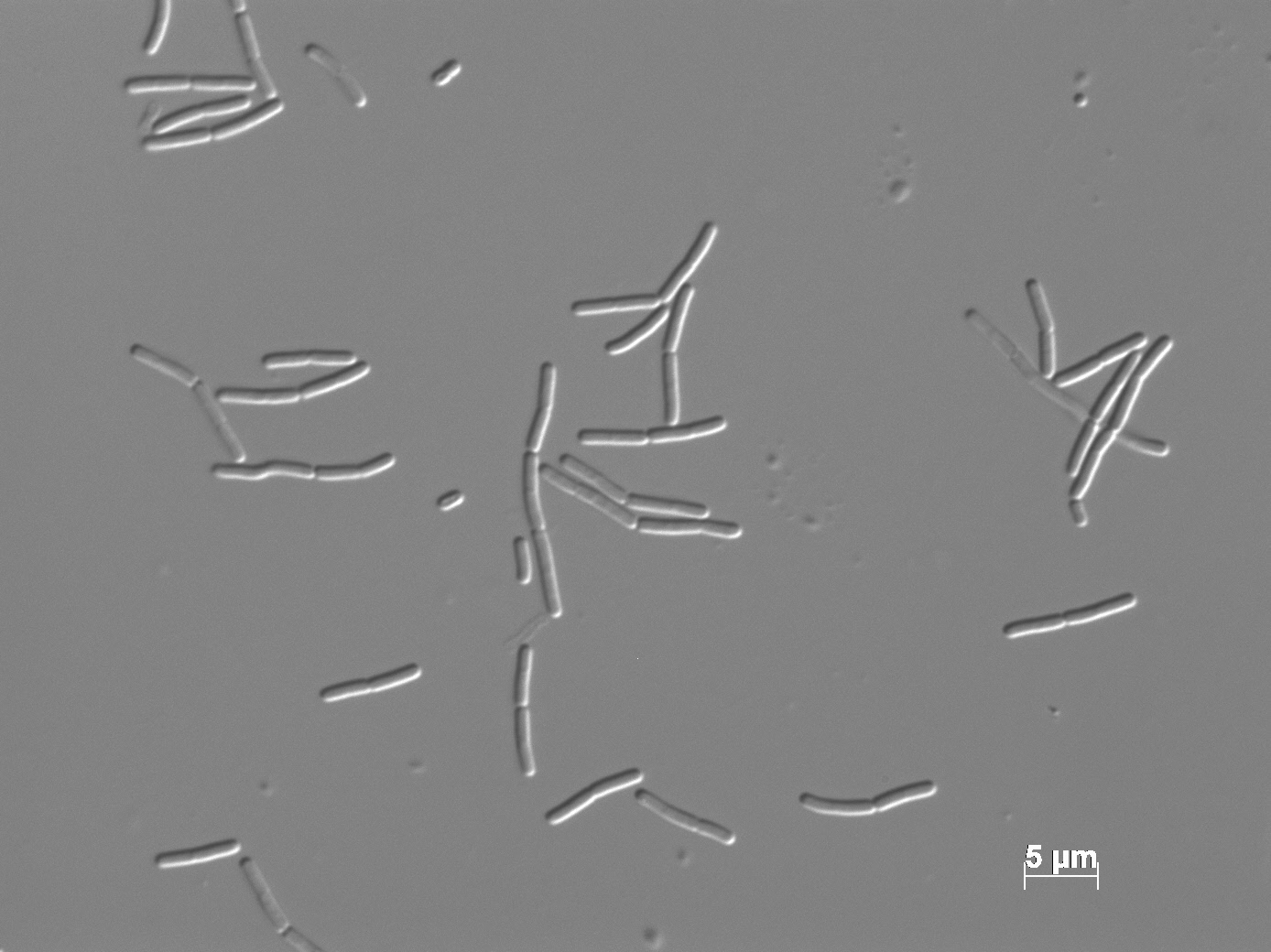 Microbes in human well-being: A ‘food’ for thought - SciTales