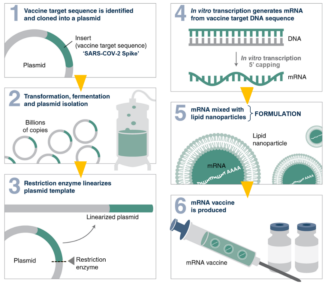 mRNA Vaccine: India’s Next Potion in Healthcare - SciTales