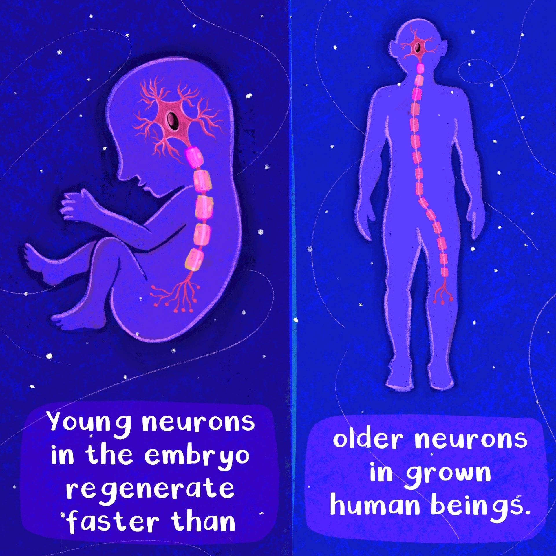 The mystery of nerve regeneration: Who can and cannot repair nerves ...