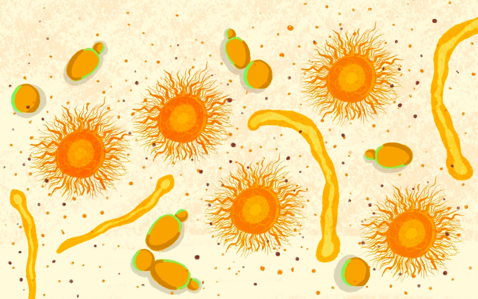 Why do scientists study shape-shifting cells? - SciTales